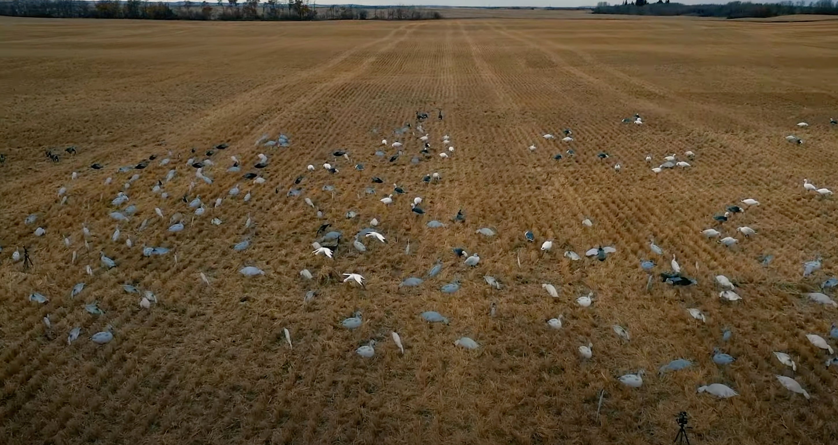 HIGDON OUTDOORS TV - 1004 - "Mallards While You Wait" – Higdon Outdoors