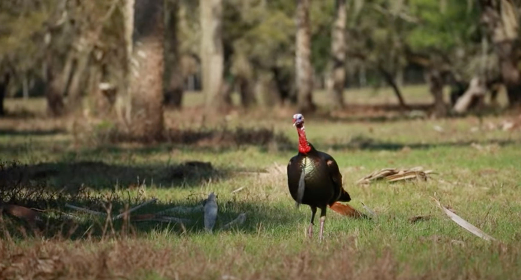 BEAU HUNTING - "Beau's Biggest Osceola To Date" – Higdon Outdoors