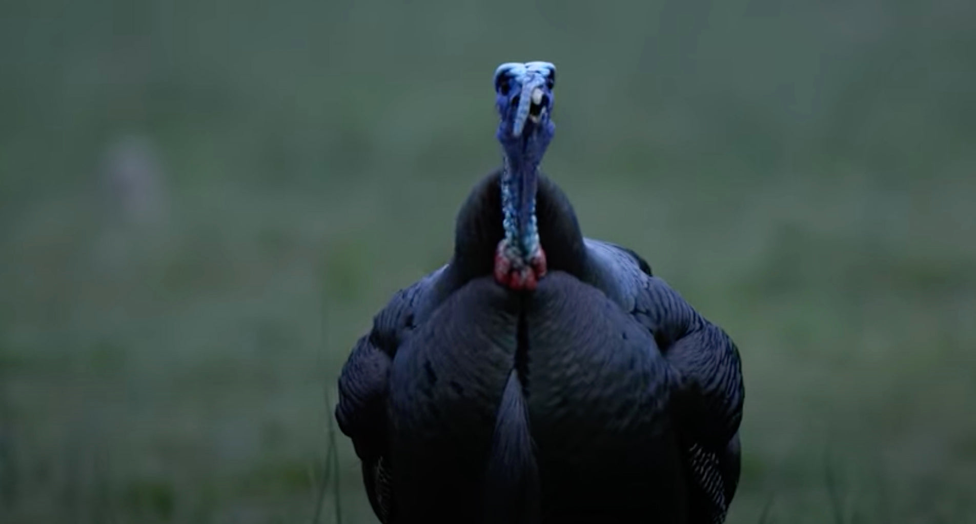 BEAU HUNTING - "Tennessee Youth Season with Kipton and Kelley Powers ...