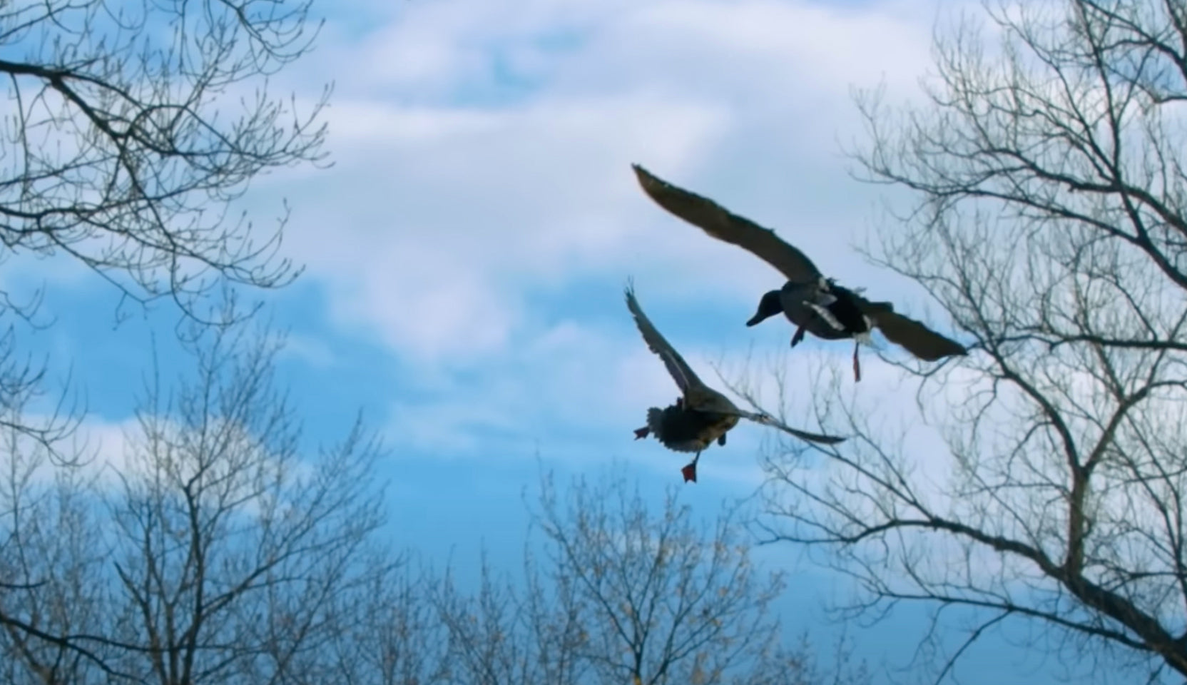 HIGDON OUTDOORS TV - 908 - "Snake Bit Split" – Higdon Outdoors