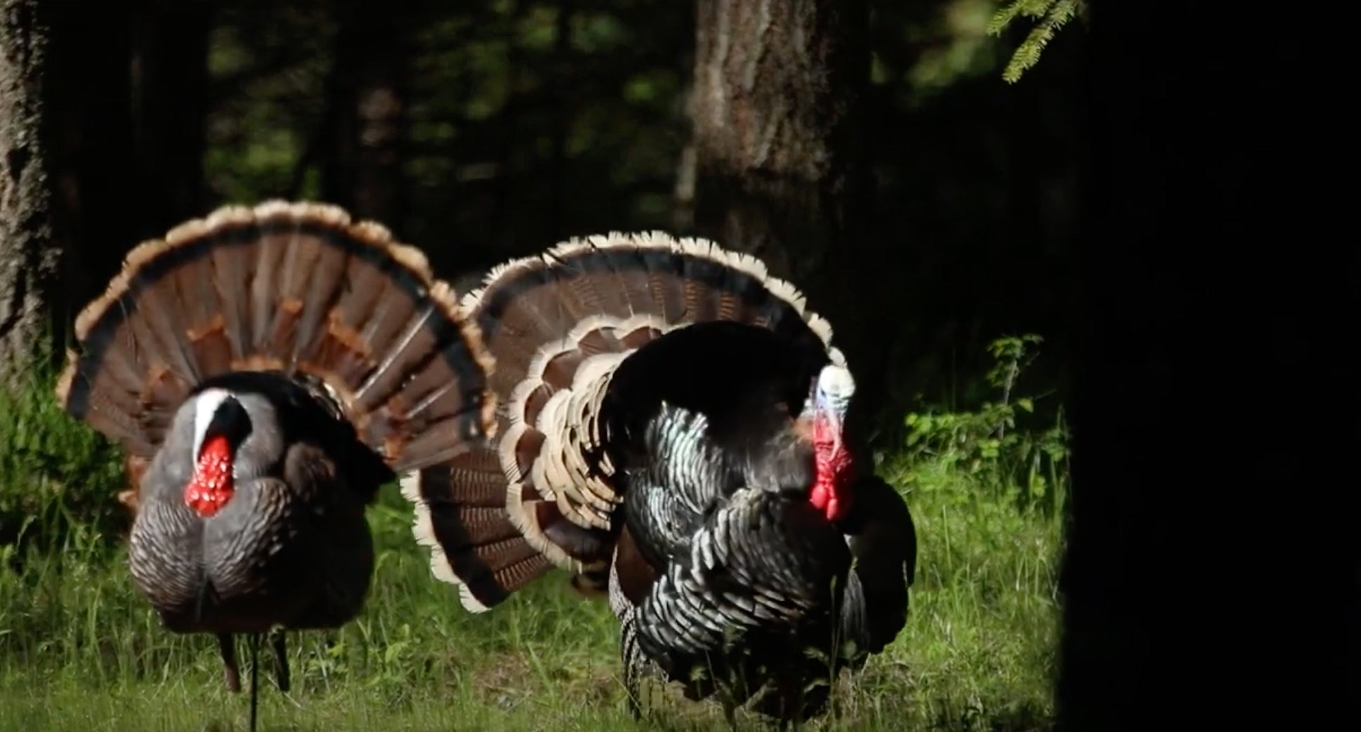 BEAU HUNTING - "Urban Turkeys" – Higdon Outdoors