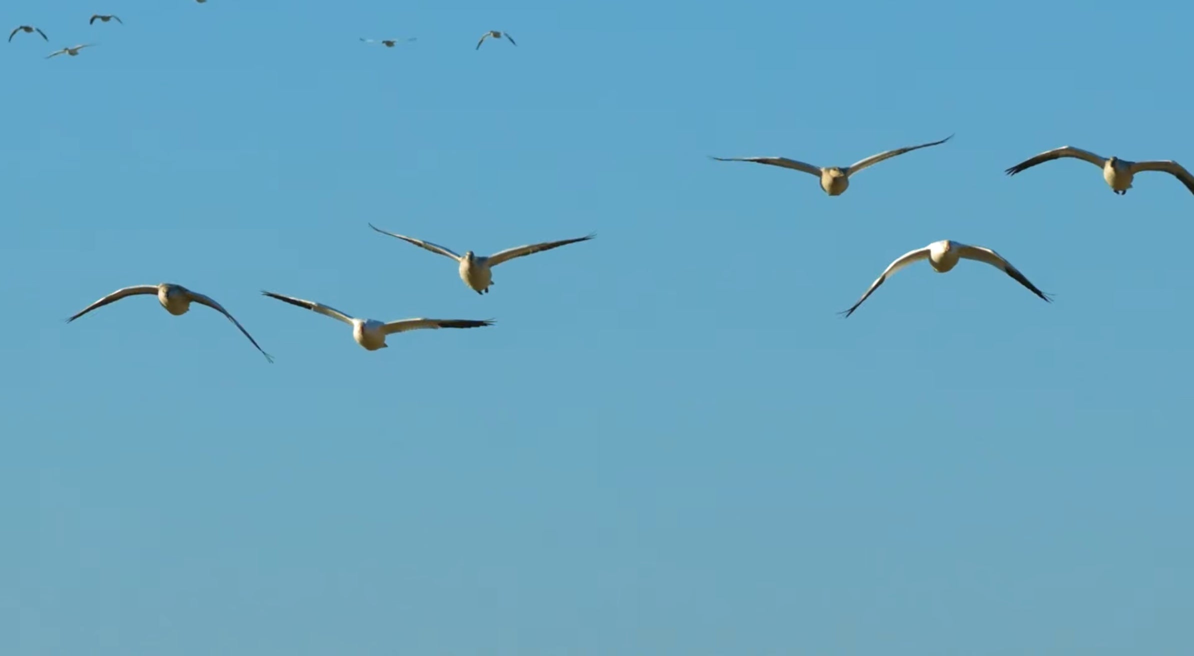 HIGDON OUTDOORS TV - 1011 - "Go For Snows Part 1" – Higdon Outdoors