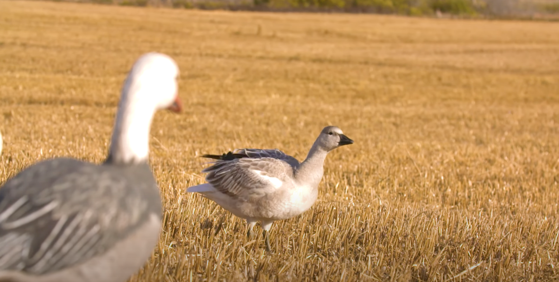 Higdon Outdoors TV - 713- "Small Spread Snows"