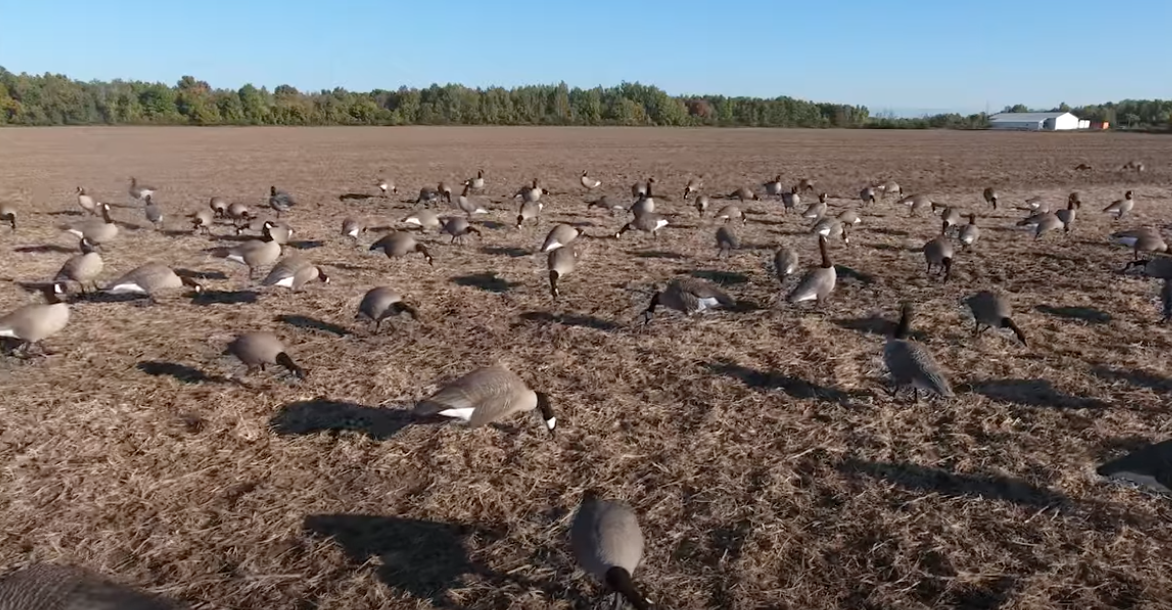 HIGDON OUTDOORS TV - 210 - "Shrink Wrapped Sweet Potato" – Higdon Outdoors