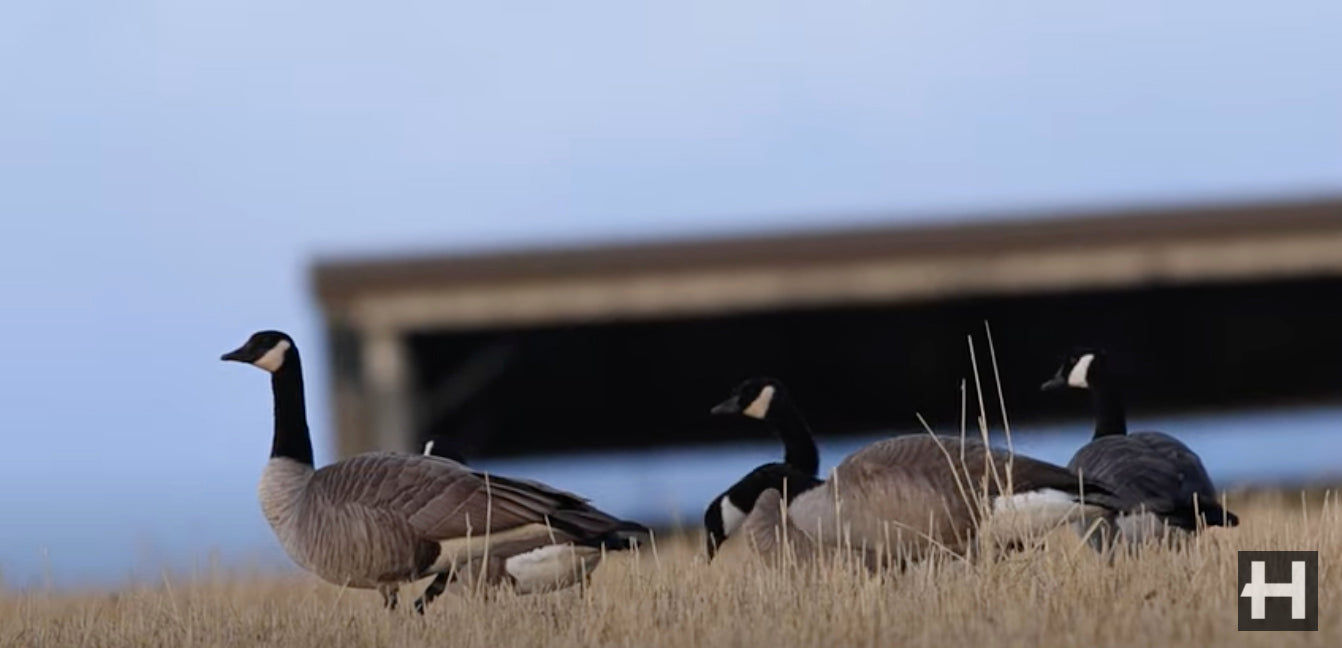 BEAU HUNTING - "Washington Big Geese 2022" – Higdon Outdoors