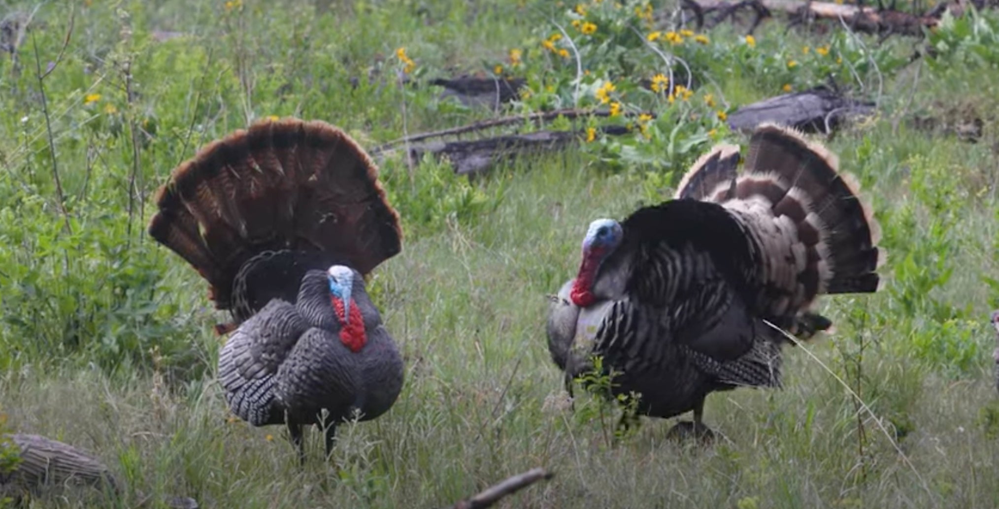 BEAU HUNTING - "Oregon Mountain Longbeards" - Episode 8 – Higdon Outdoors