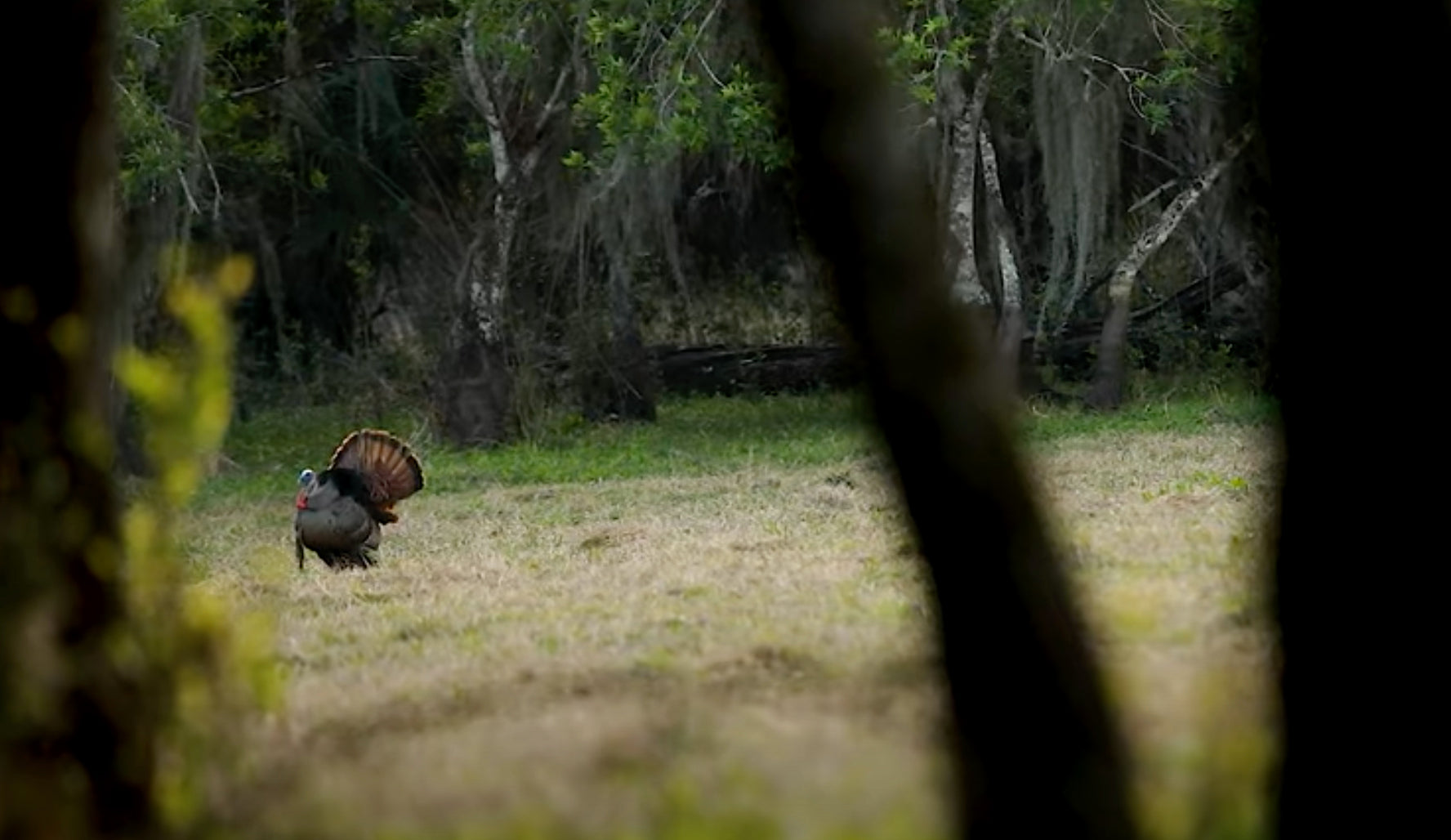 BEAU HUNTING - "Beau Tackles Big Osceola” (Archery Osceola) – Higdon ...