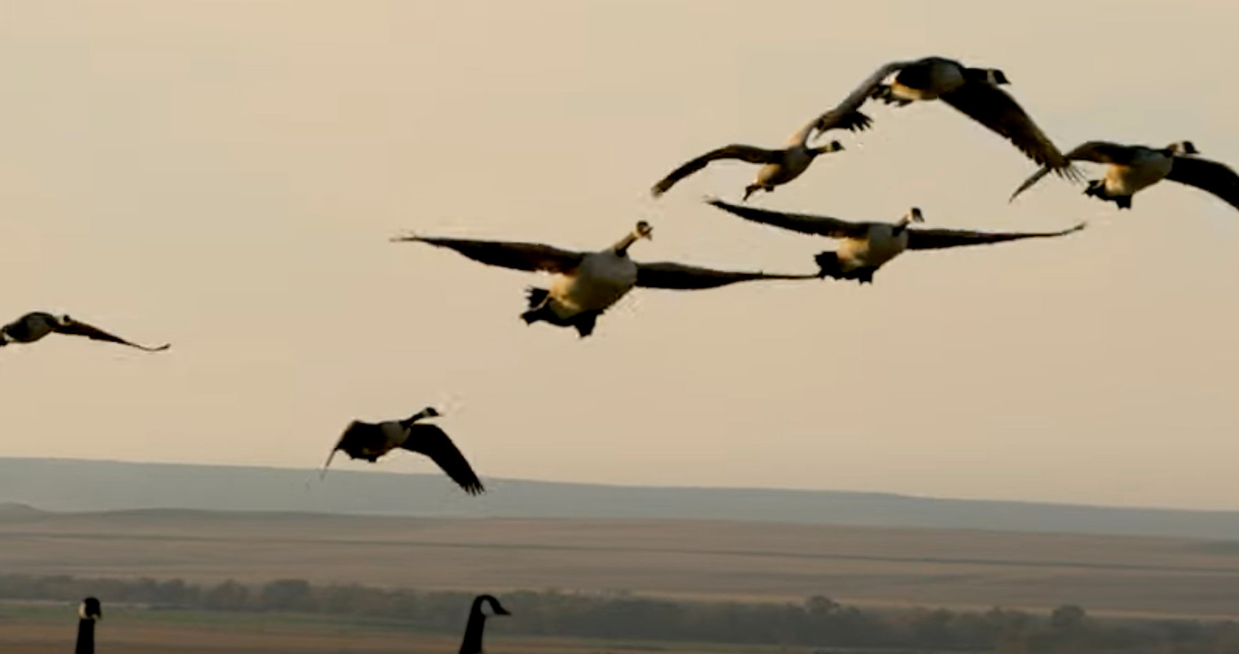 BEAU HUNTING - "Montana Mayhem Crazy Fast Limits" – Higdon Outdoors