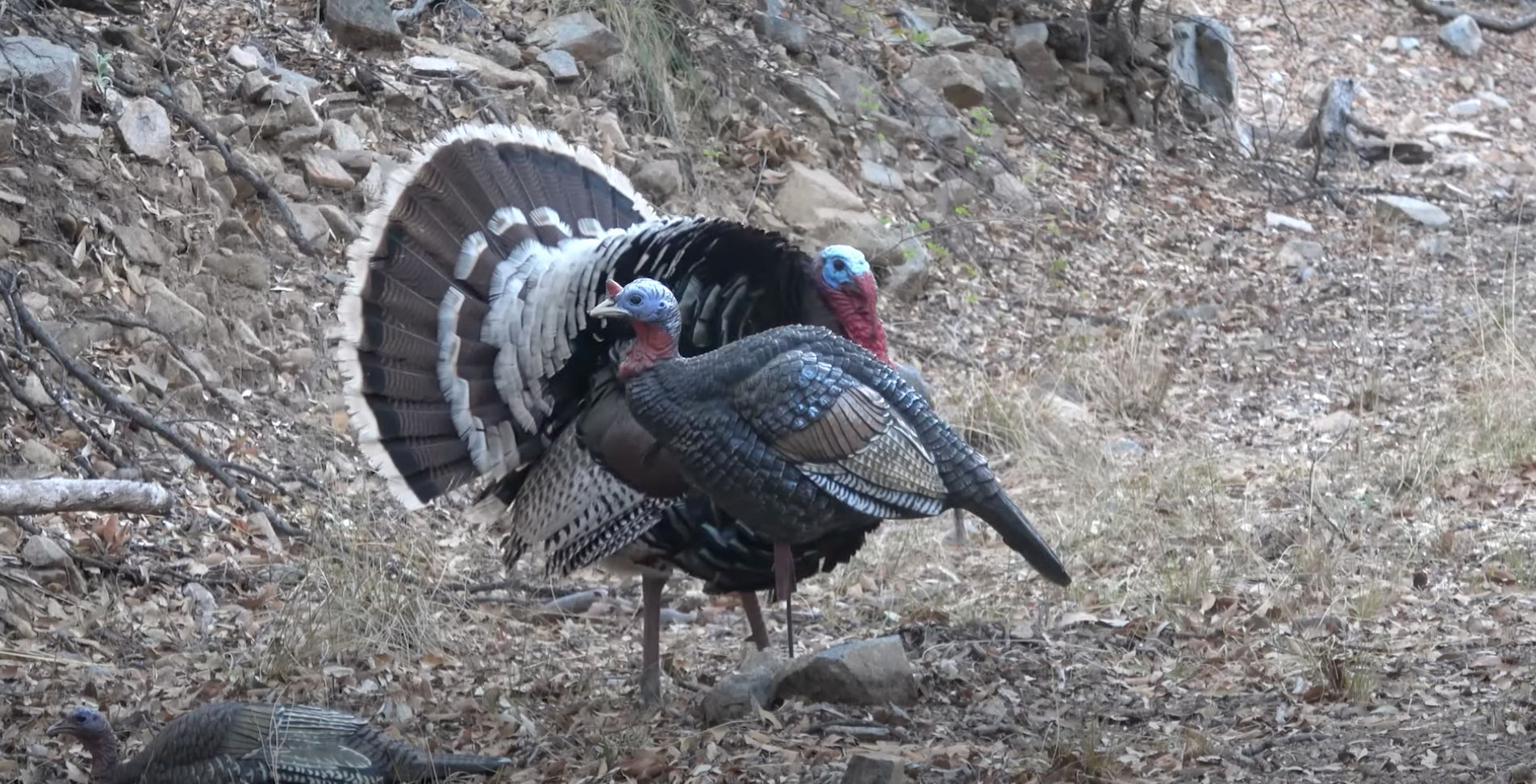BEAU HUNTING - "Mexico" Pt. 2 - Episode 5 – Higdon Outdoors