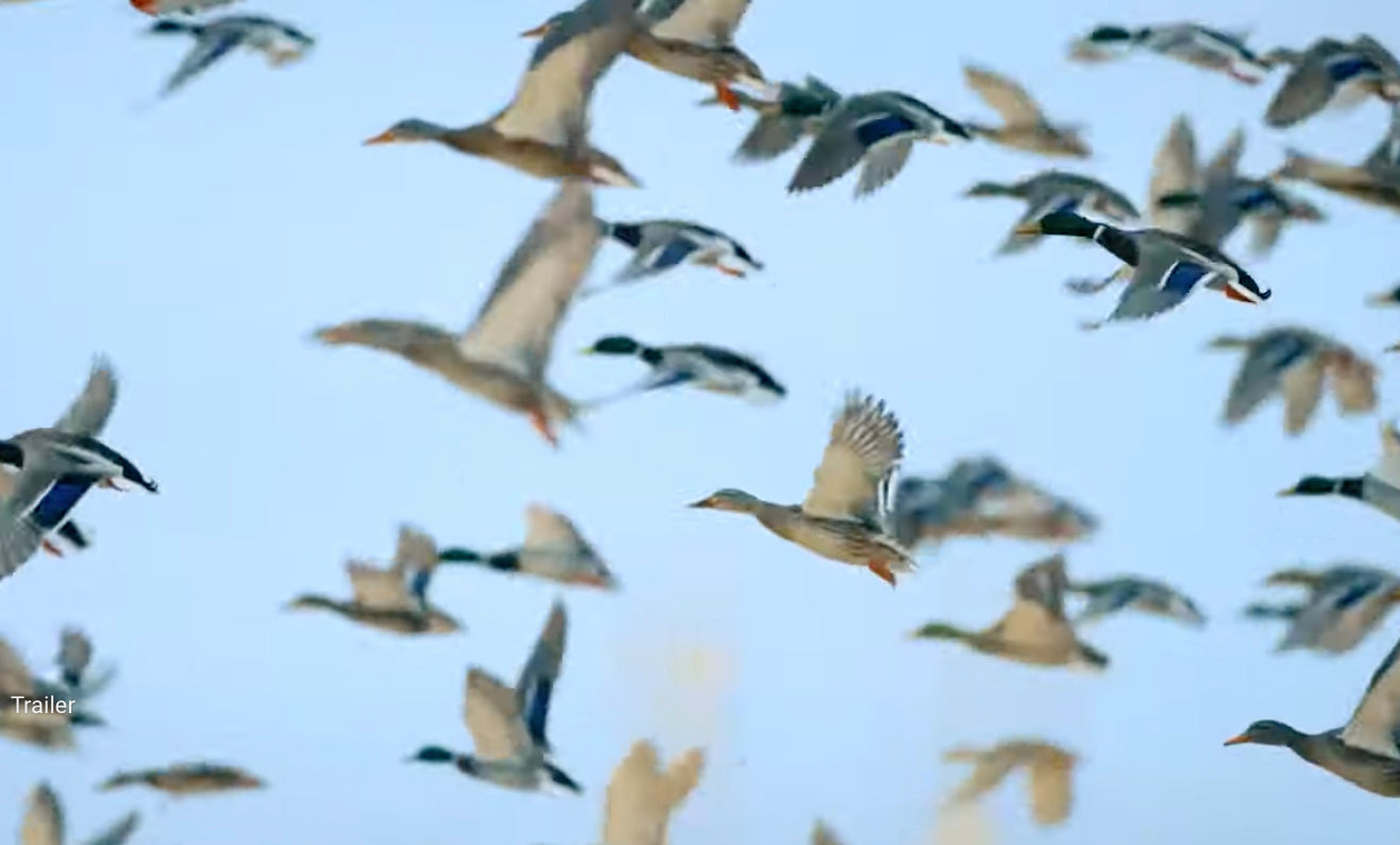 HIGDON OUTDOORS TV - 906 - "Hot Seat Part 1" – Higdon Outdoors