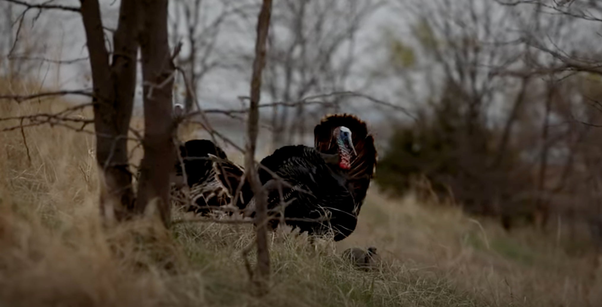 BEAU HUNTING - "Walk-in Area Double" - Episode 9 – Higdon Outdoors