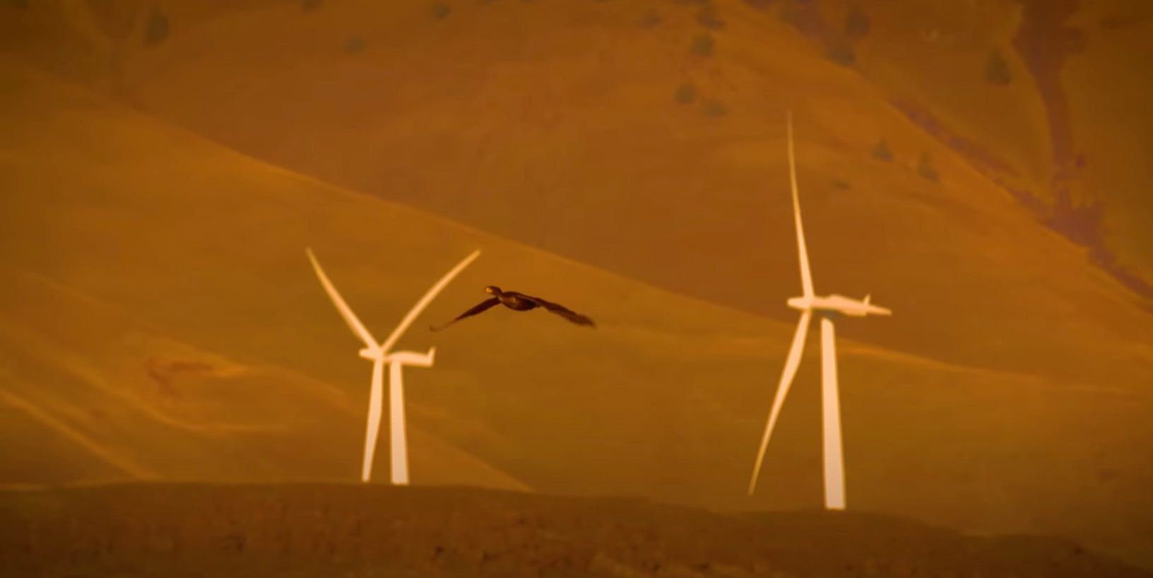 HIGDON OUTDOORS TV - 807 - "Ducks and Taco Trucks Part I" – Higdon Outdoors